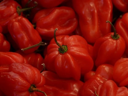 Pepper capsicum packing app